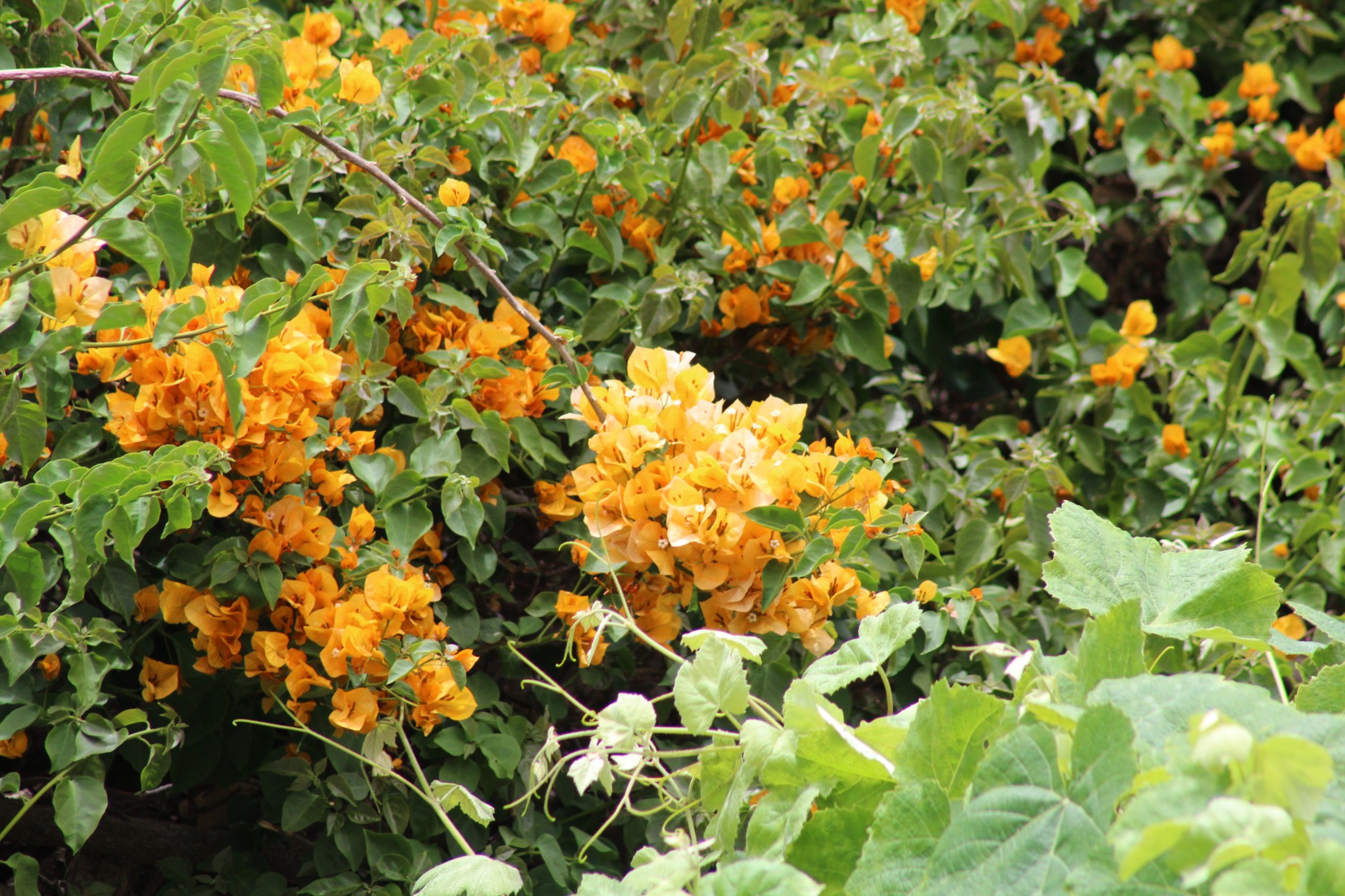 Flora and Fauna on Madeira Island, Portugal – Nature & Culture