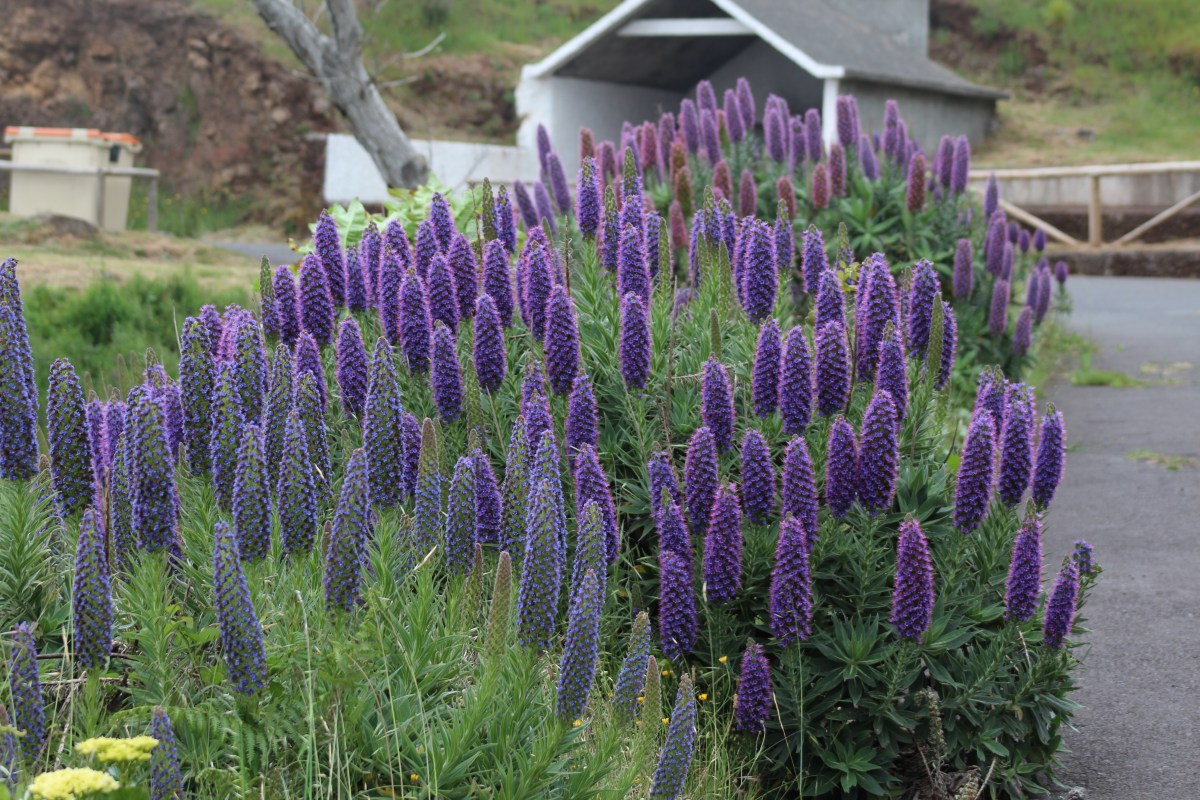 Flora and Fauna on Madeira Island, Portugal – Nature & Culture
